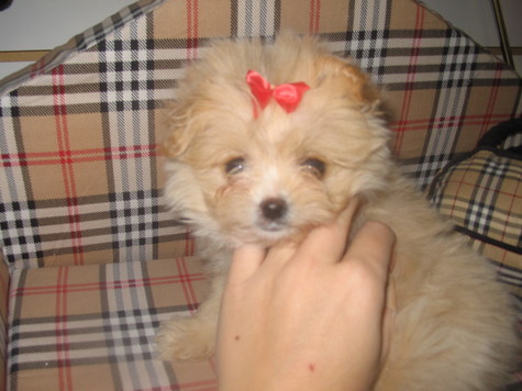Morkie Puppies For Sale.... 516-679-7880 - Asking $699.00 | The buy and ...