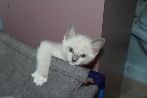 Ragamese kittens Ragdoll / Siamese Cross - Asking $450.00 | The buy and ...