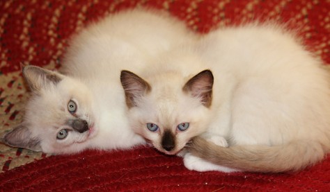 Ragamese kittens Ragdoll / Siamese Cross - Asking $450.00 | The buy and ...
