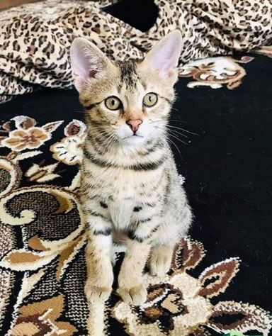 Stunning Serval and F1- F2 Savannah Kittens Ready for their for ...