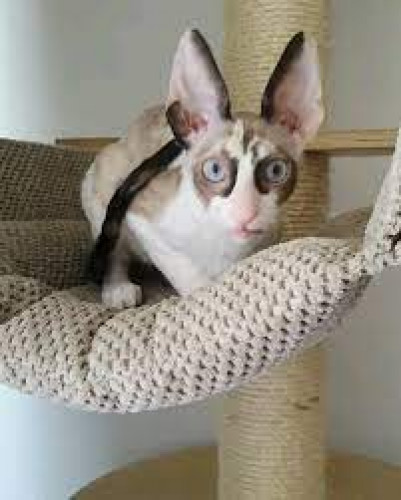 cornish rex kittens for sale - Asking $800.00 | The buy and sell community