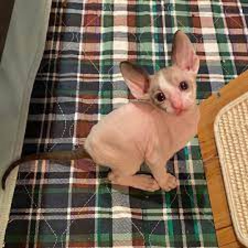 cornish rex kittens for sale - Asking $800.00 | The buy and sell community