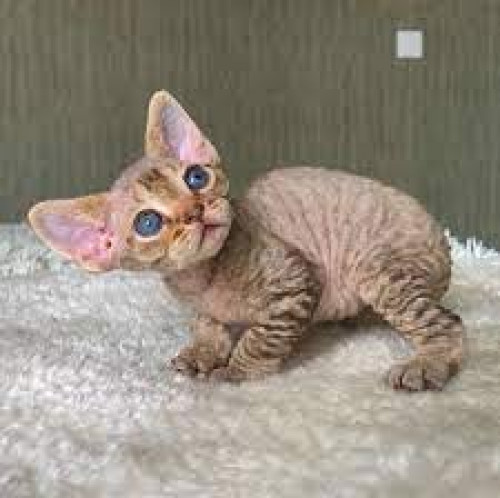cornish rex kittens for sale - Asking $800.00 | The buy and sell community
